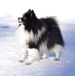 German Spitz