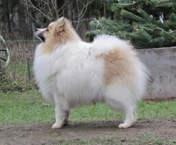 German Spitz