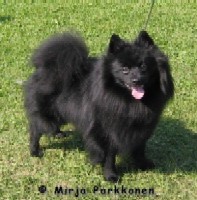 German Spitz